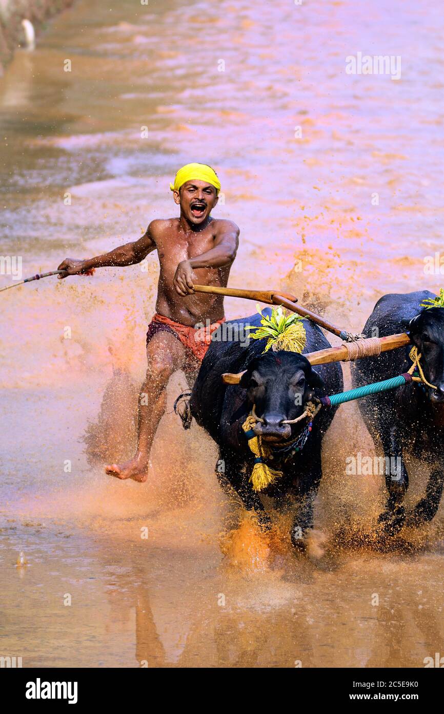 Kambala festival hi-res stock photography and images - Alamy