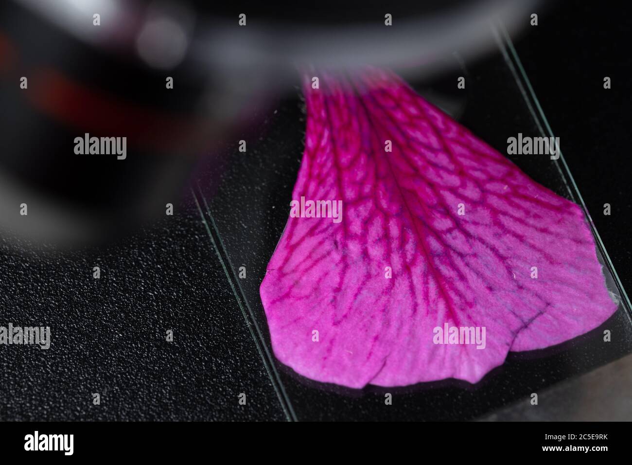 Pink flower leaf on a glass slide on a microscope Stock Photo - Alamy
