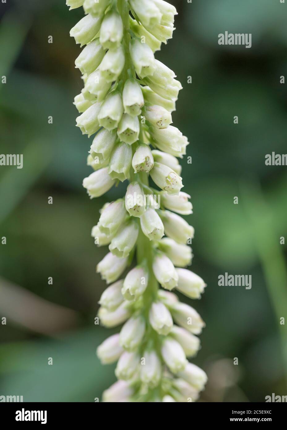 Close-up of open bell-shaped flowers of Navelwort / Umbilicus rupestris ...