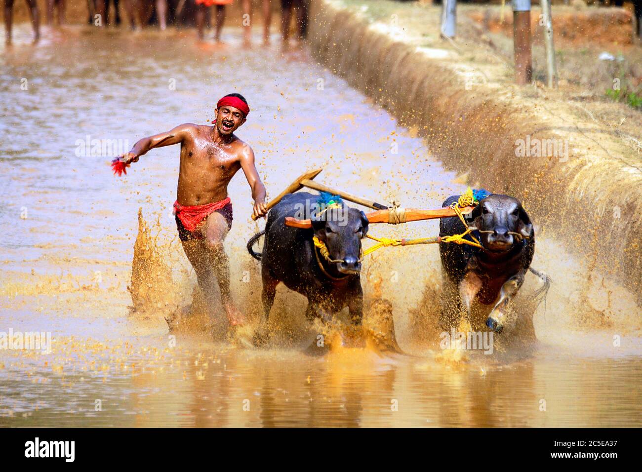 Cattlerace hi-res stock photography and images - Alamy