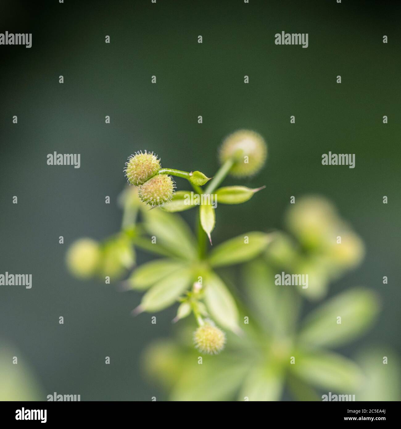 Close up shot goosegrass seeds hi-res stock photography and images - Alamy