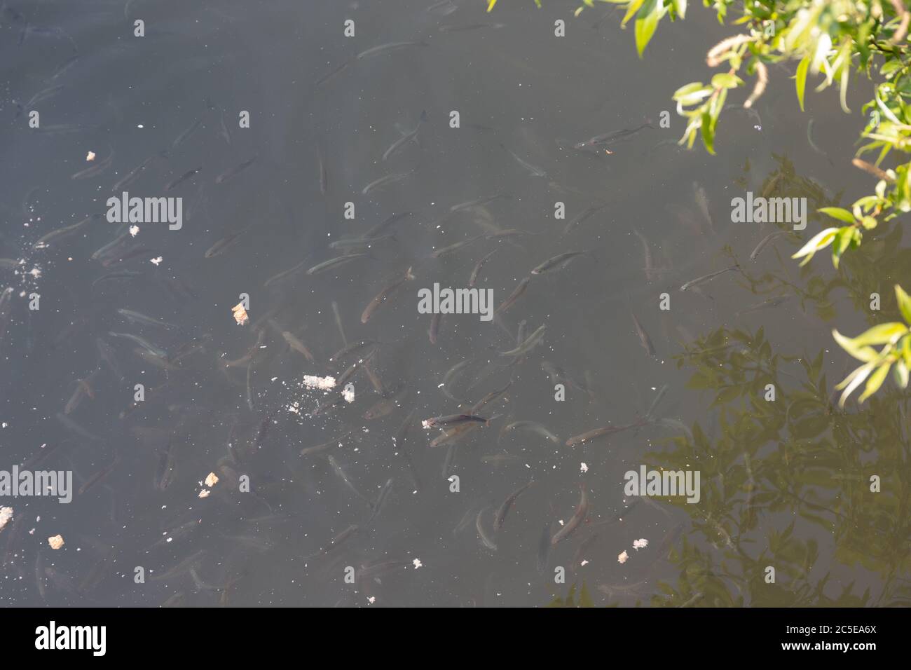 Baby carp fish eating bread. Aquaculture and fish breeding. Fresh water ...