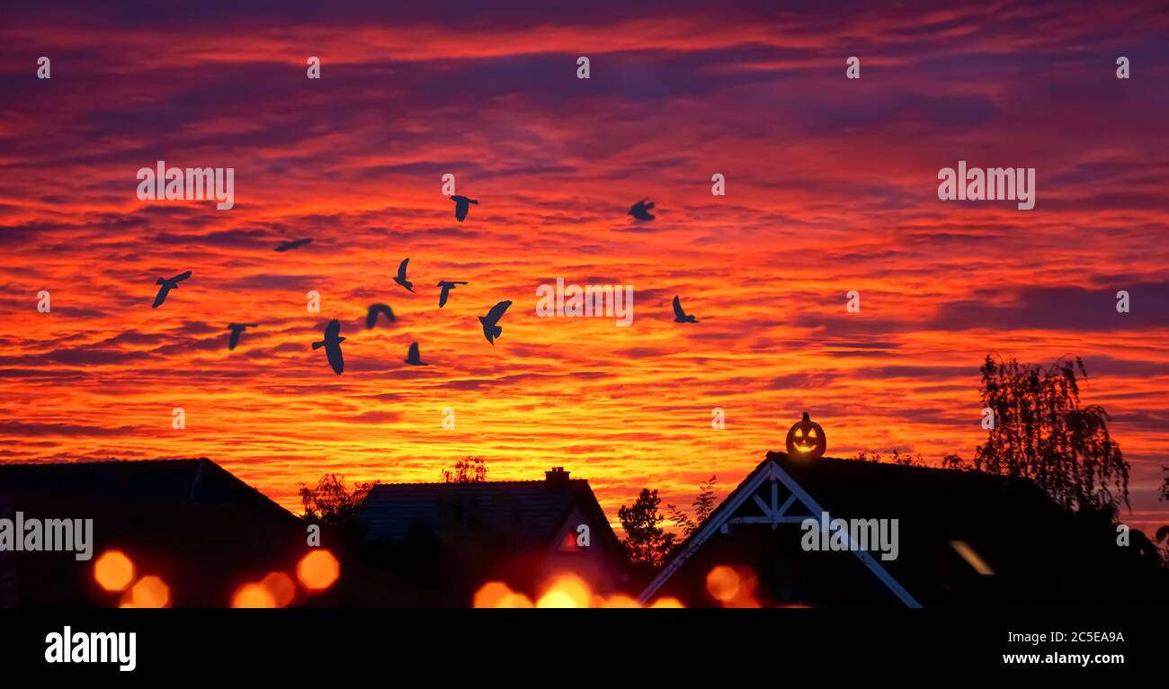 black crows in the twilight at halloween night, halloween background ...
