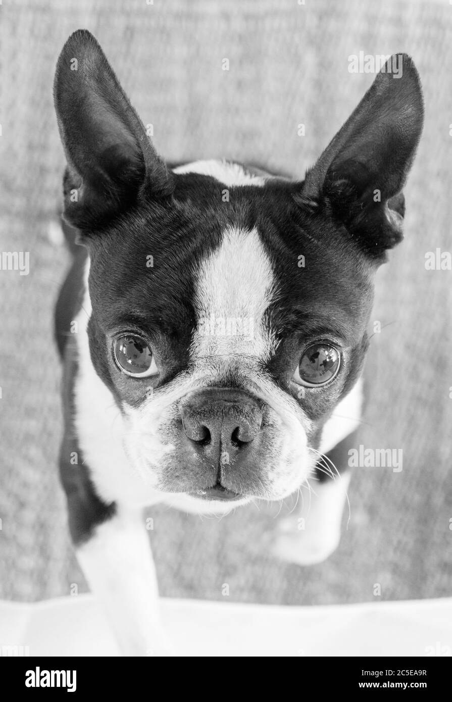 Love boston Black and White Stock Photos & Images - Alamy