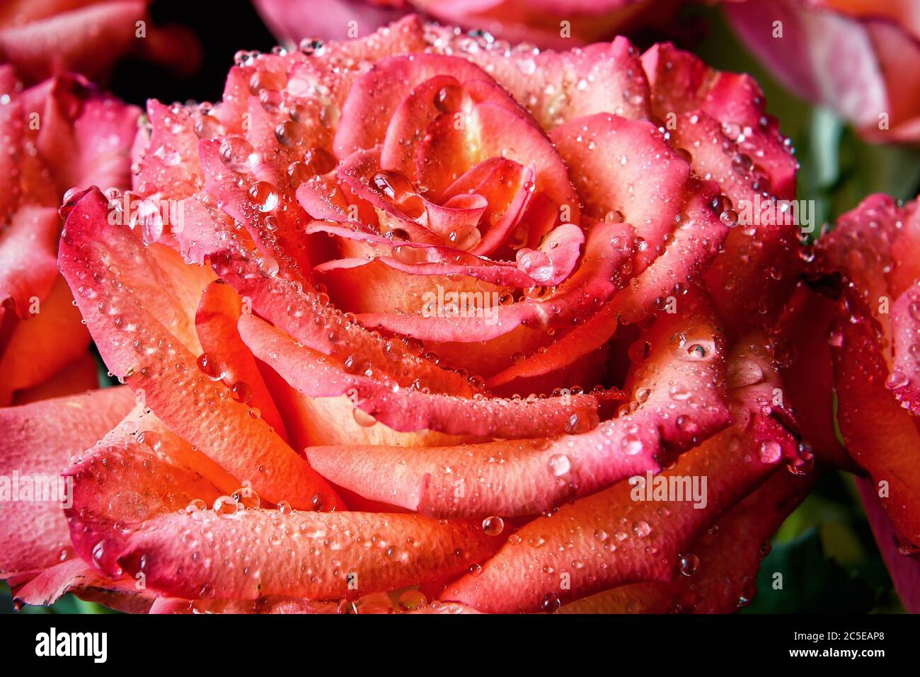 Beautiful natural red rose with water drops Stock Photo - Alamy