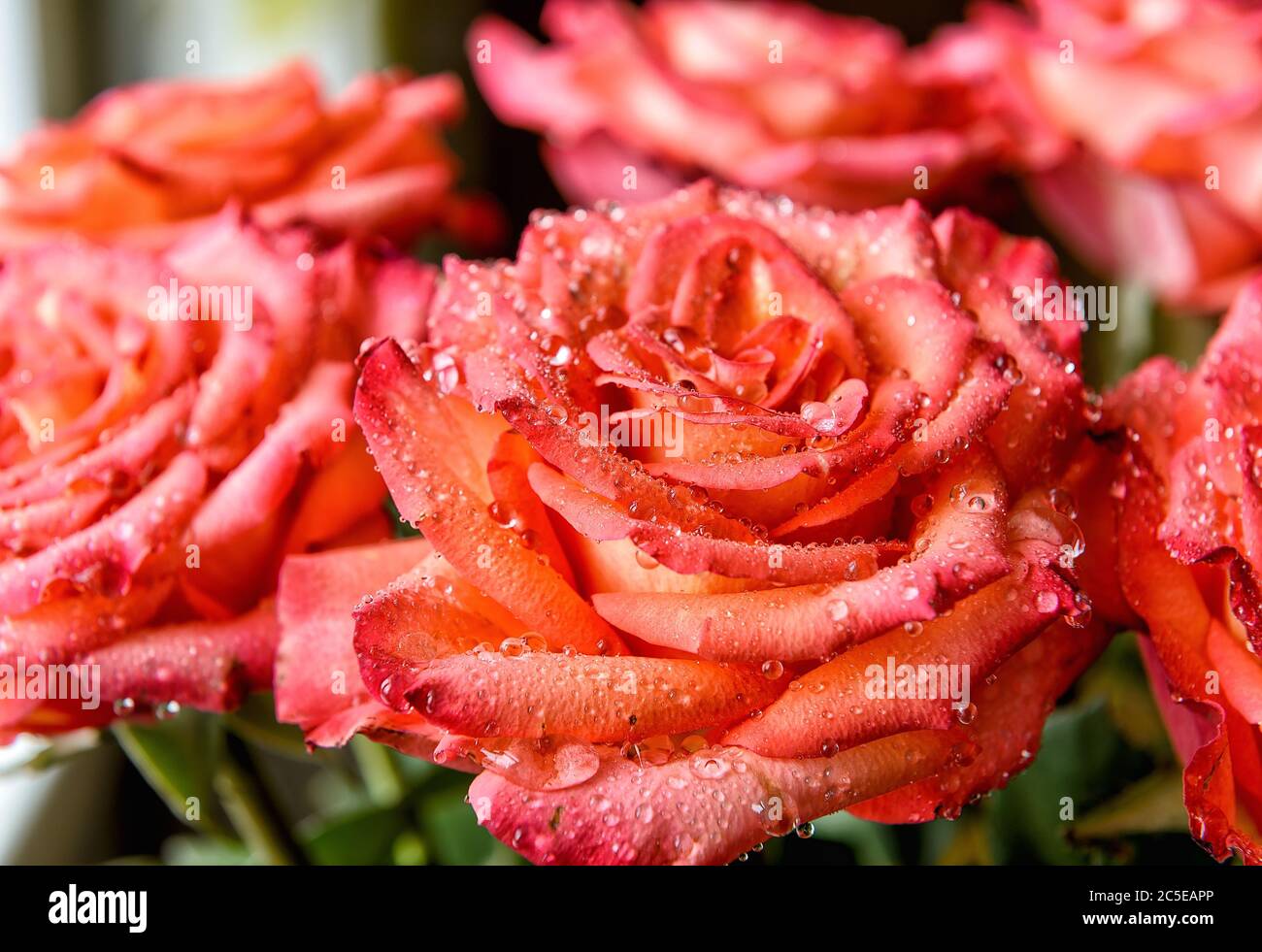 Beautiful bouquet red roses water hi-res stock photography and images ...