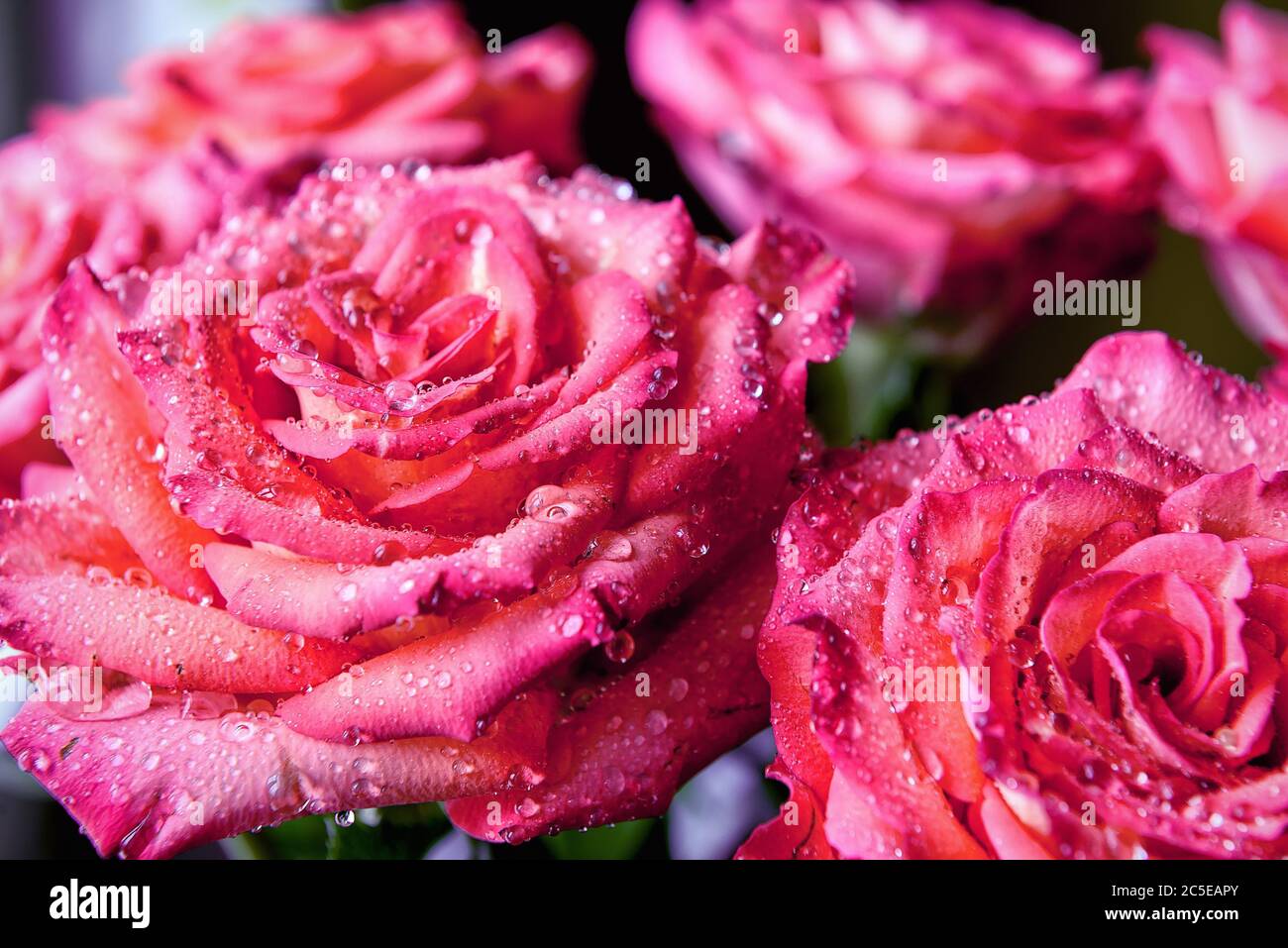 Roses with water drops hi-res stock photography and images - Alamy