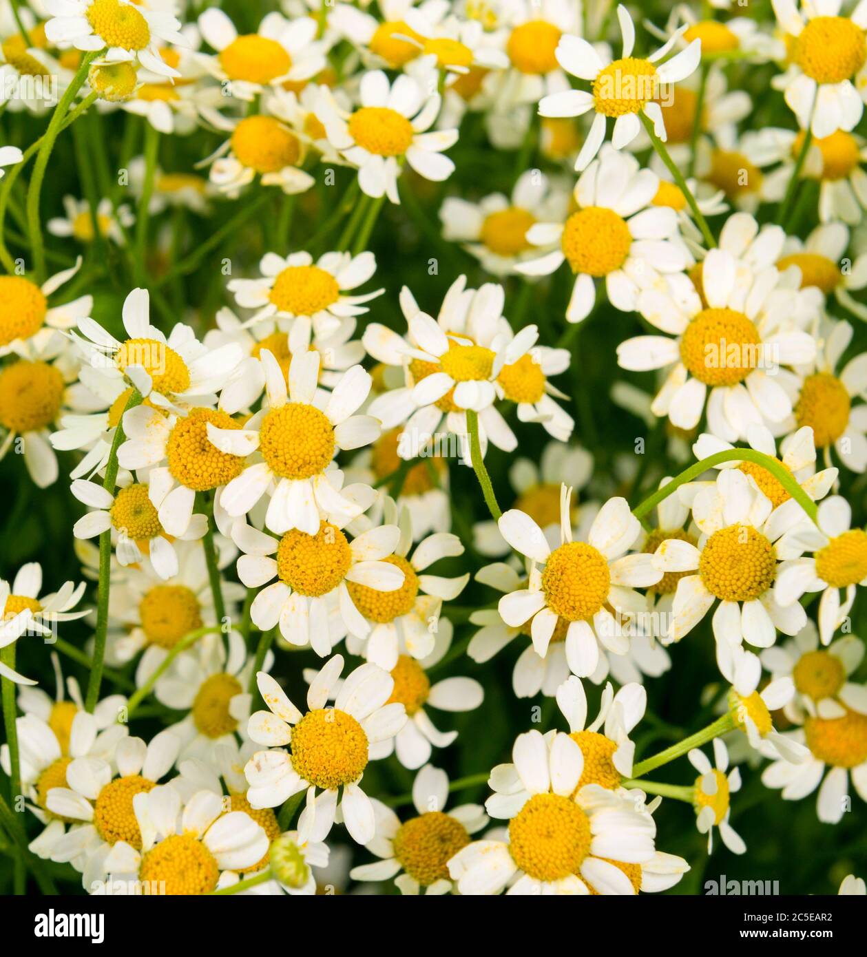Yellow daisy background wallpaper hi-res stock photography and images ...