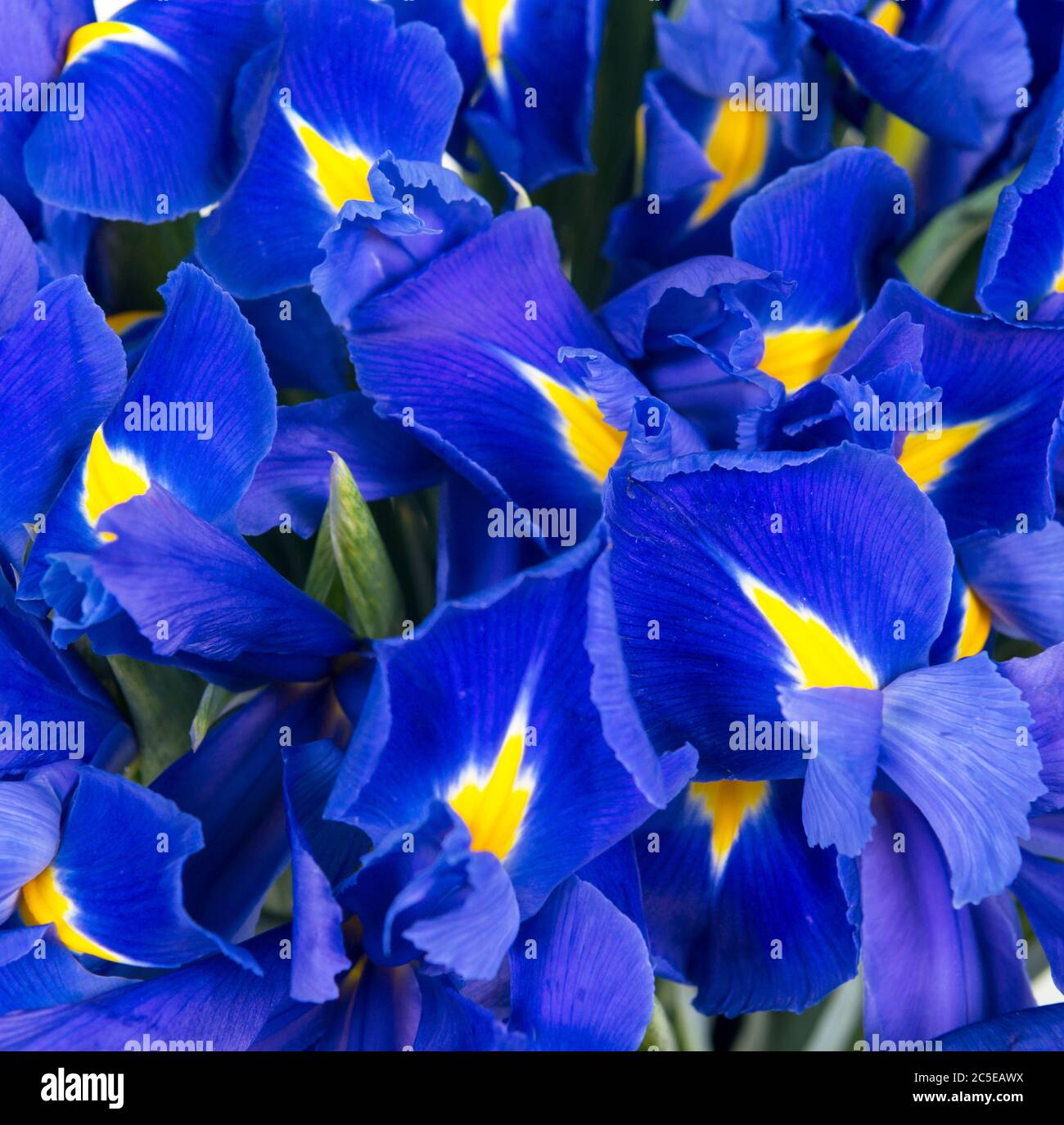 Wallpaper iris hi-res stock photography and images - Alamy