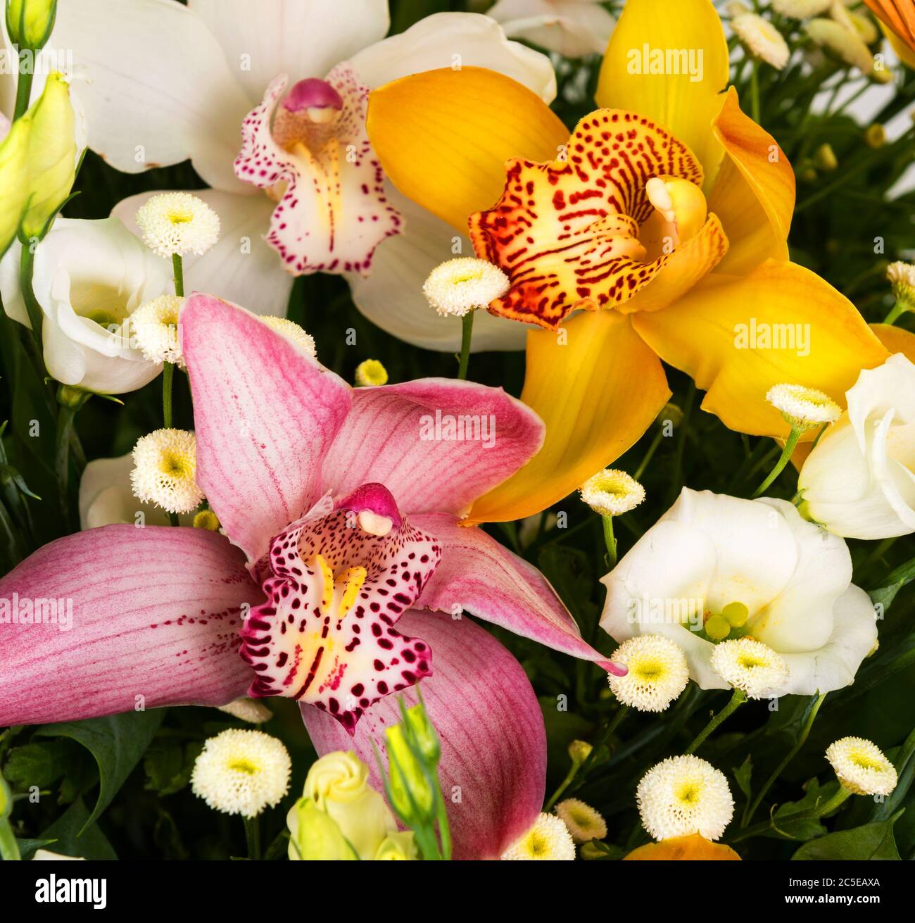 Natural colorful orchids background Stock Photo - Alamy