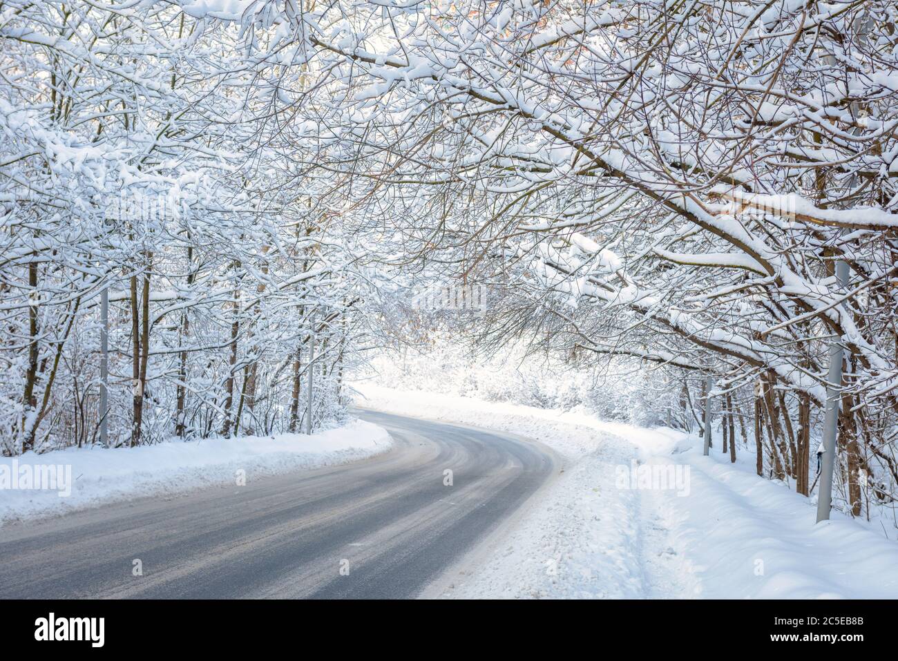 Snowy Forest Road