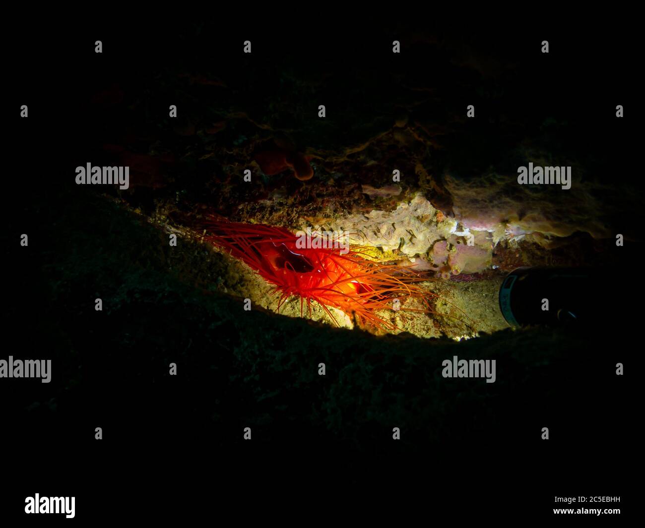 Electric Clam or Ctenoides ales in a lit-up cave with a black ...