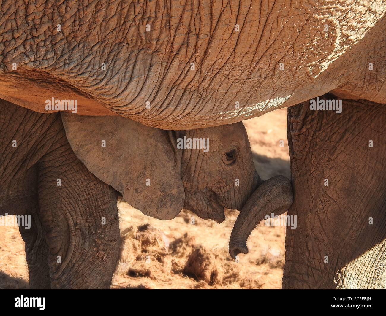 A lovely elephant cub playing with his trunk after lunch Stock Photo ...