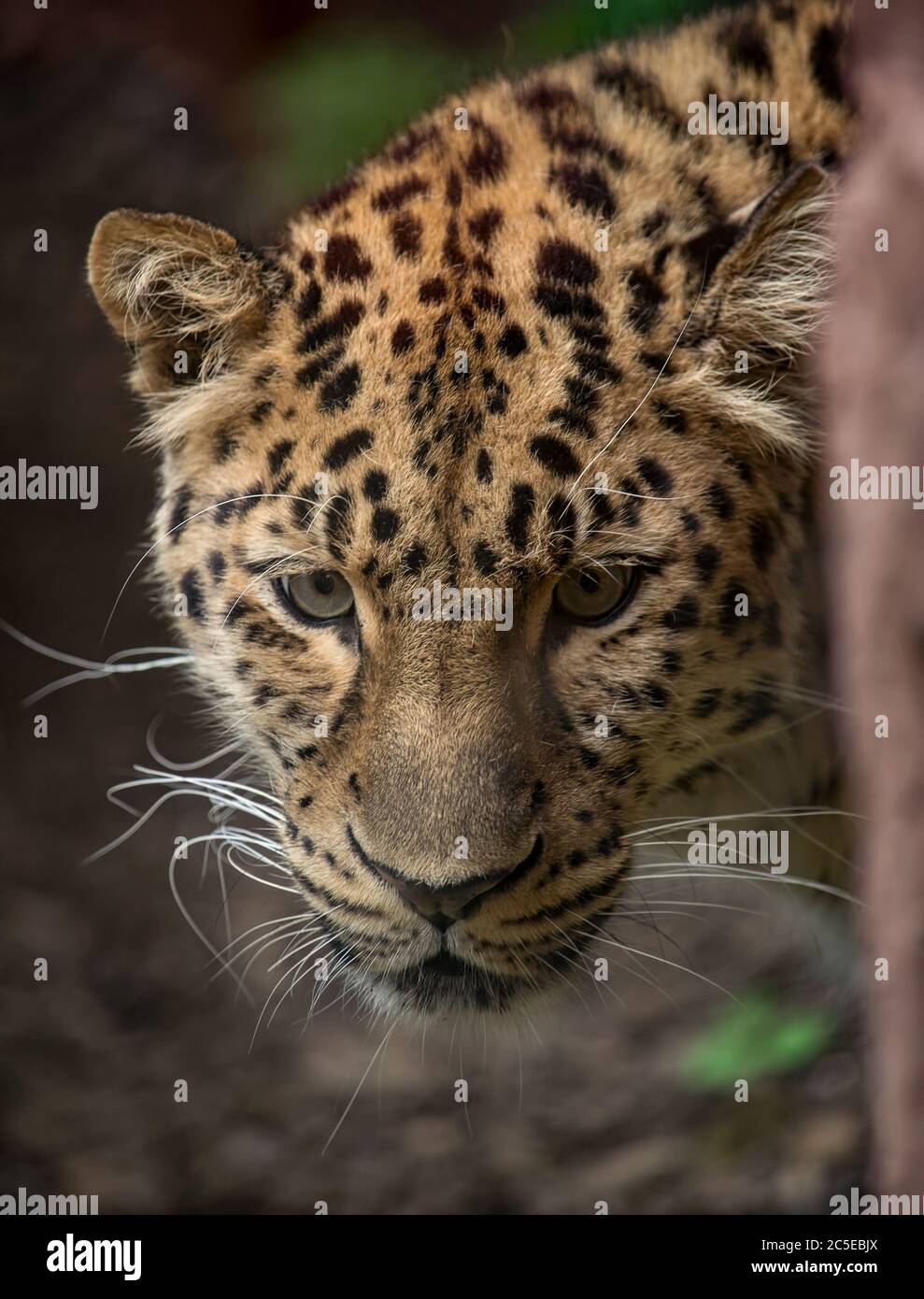 Leopard stalking hi-res stock photography and images - Alamy