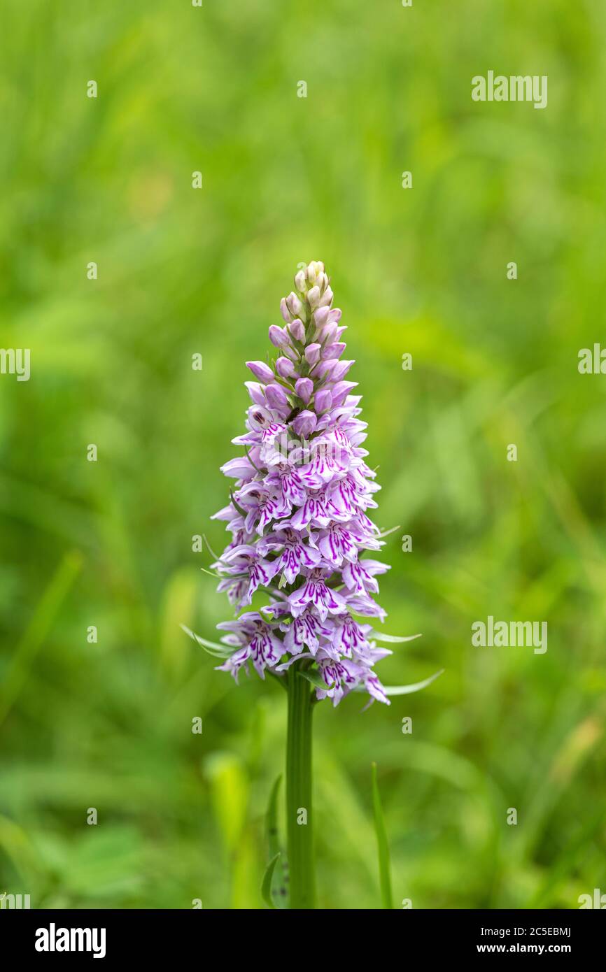 Common uk orchid hi-res stock photography and images - Alamy