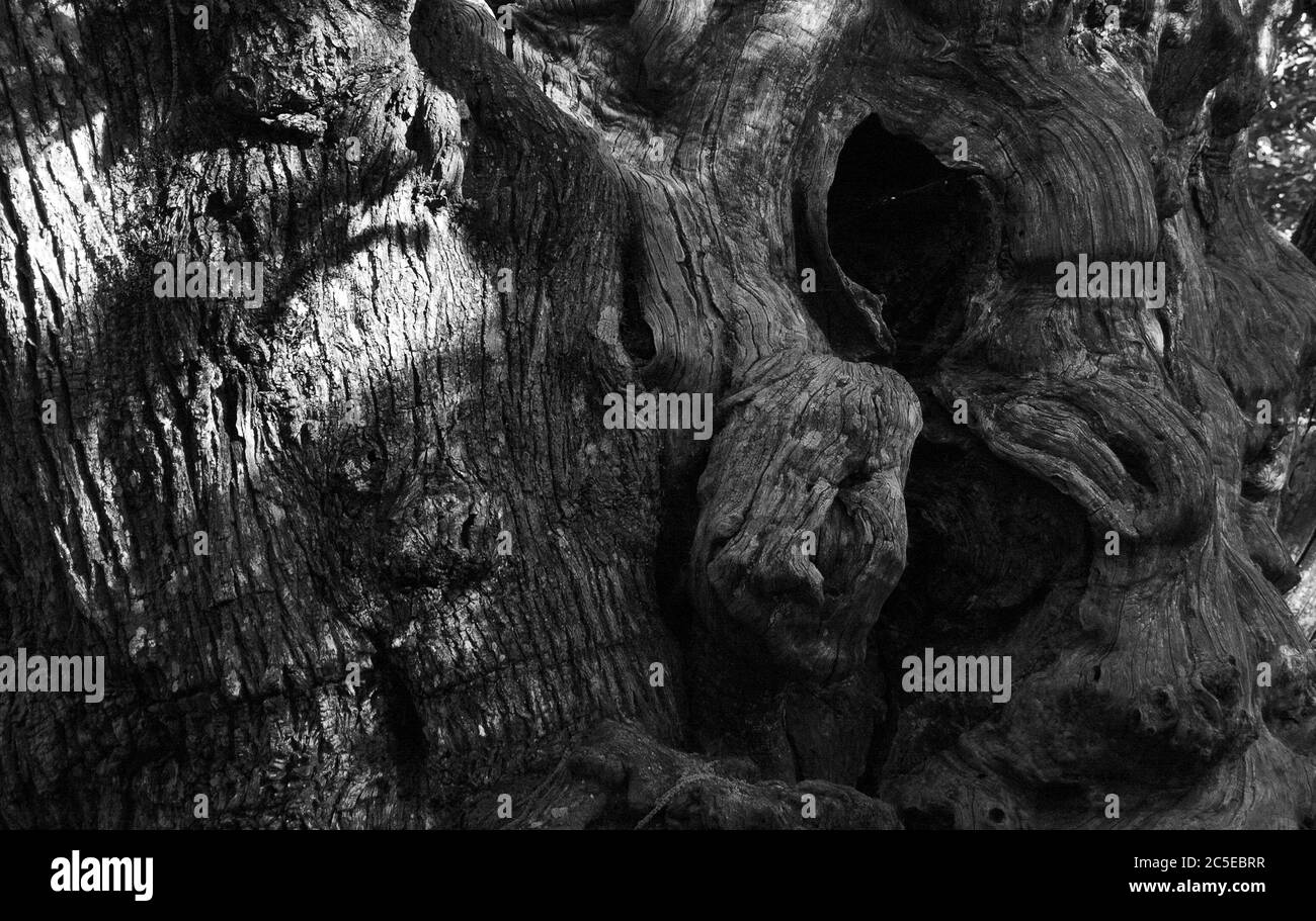 Tree ent face Black and White Stock Photos & Images - Alamy