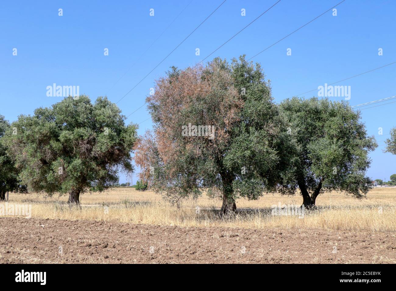 Olive tree affected by the bacterium xylella fastidiosa in Puglia Stock ...