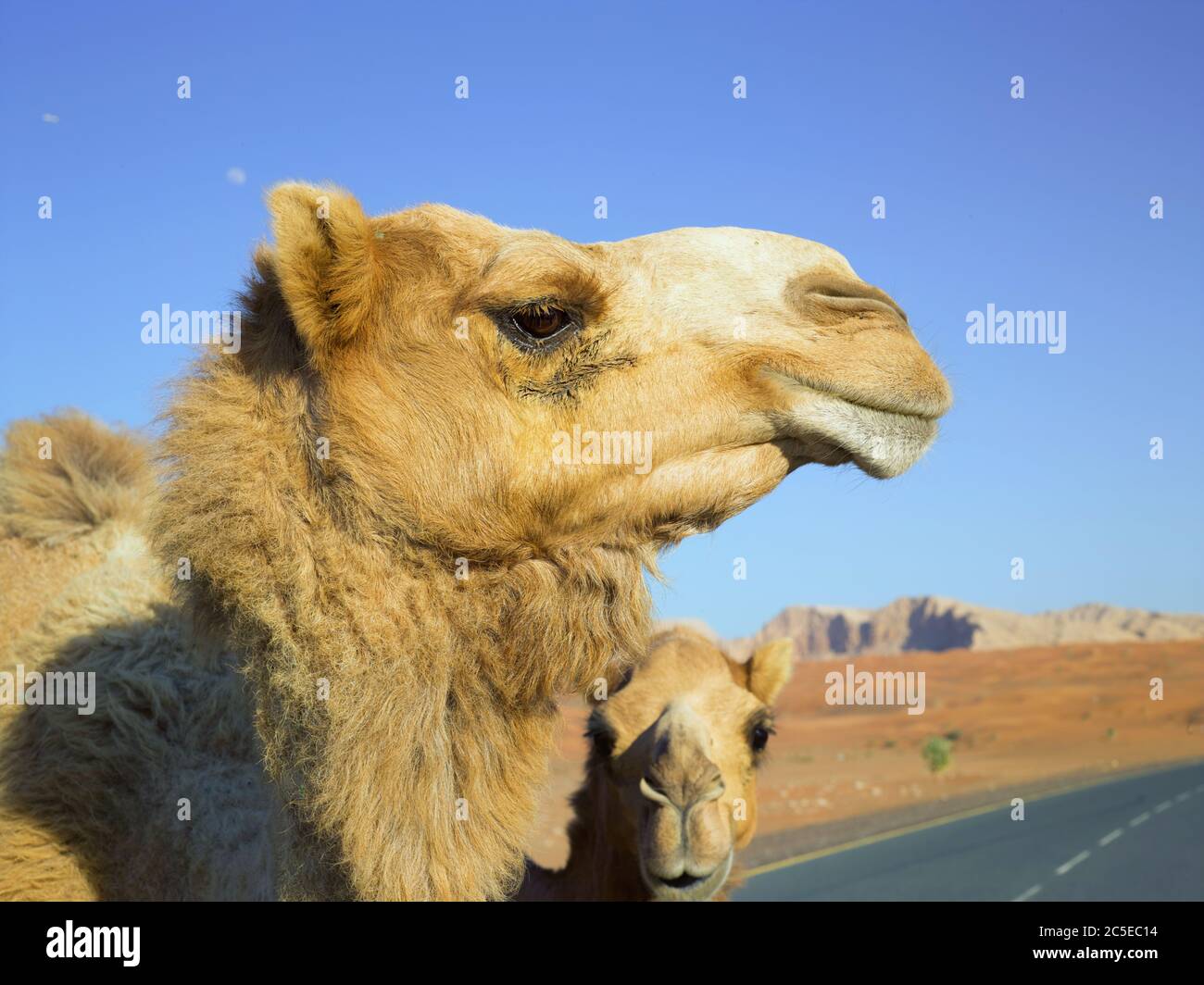 Portrait of cute desert camel at off road of Dubai, UAE Stock Photo - Alamy