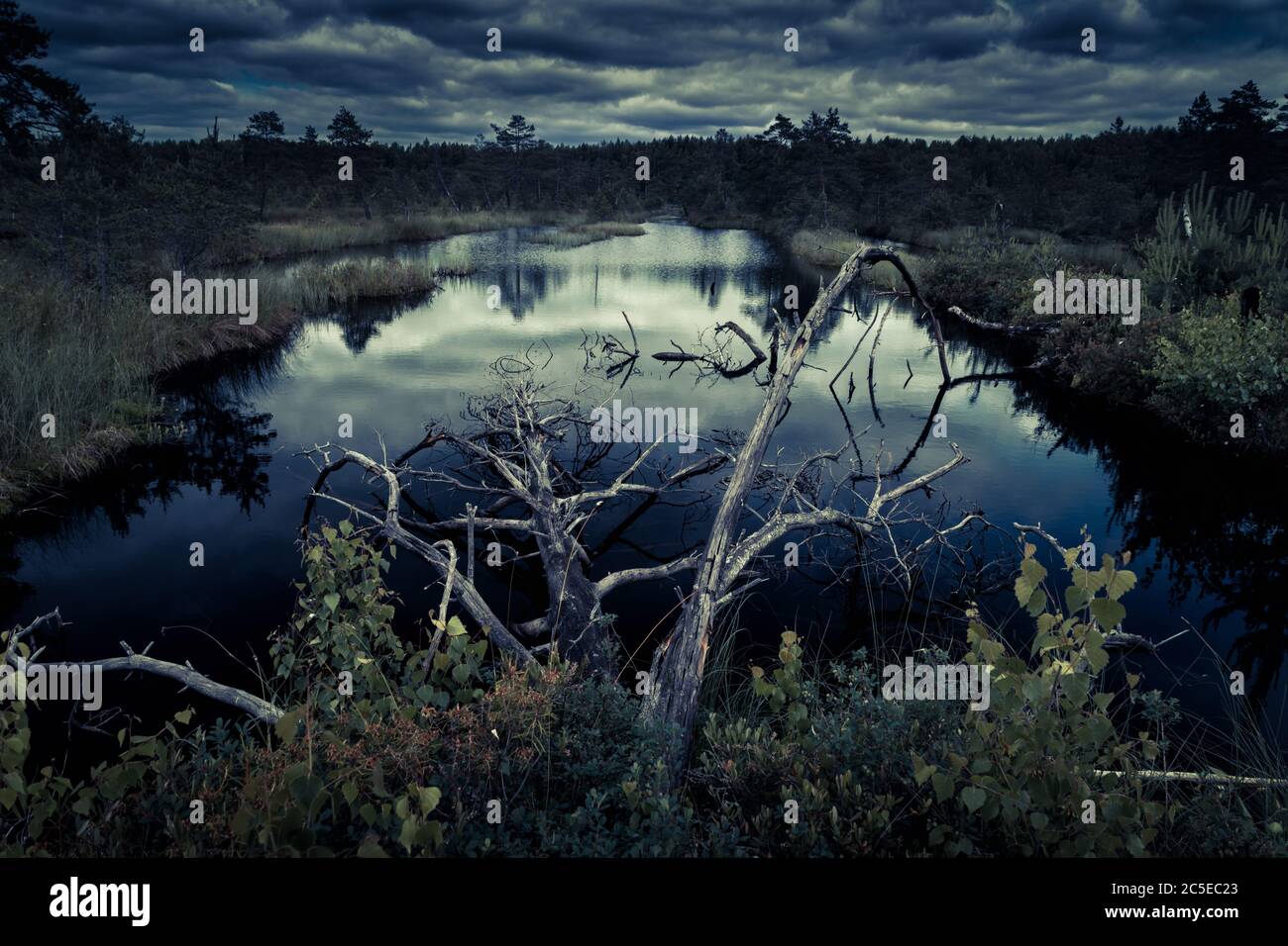 Night forest hi-res stock photography and images - Alamy