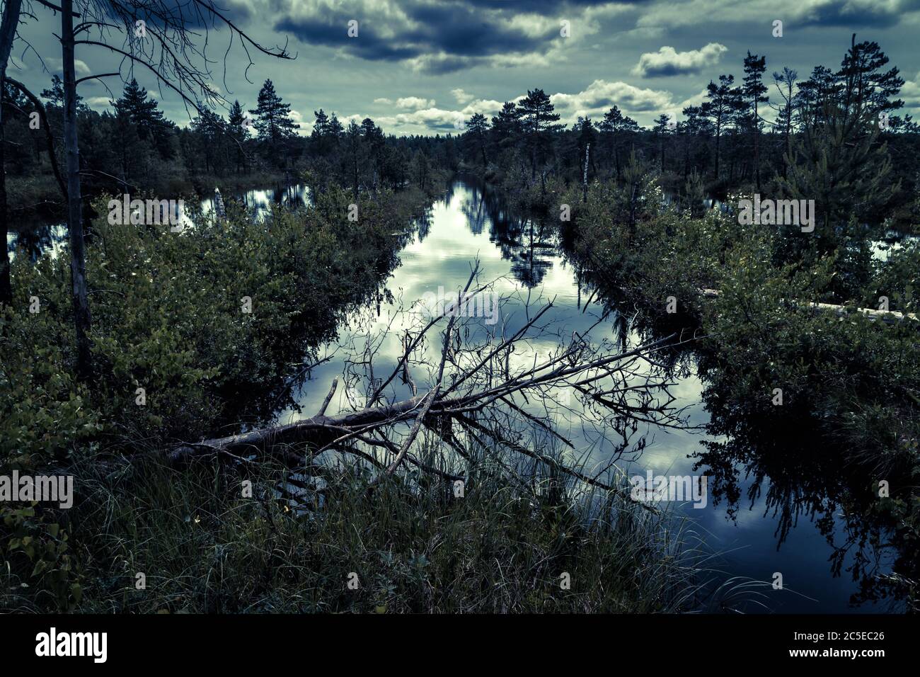 Mysterious forest with swamp at dusk Stock Photo - Alamy