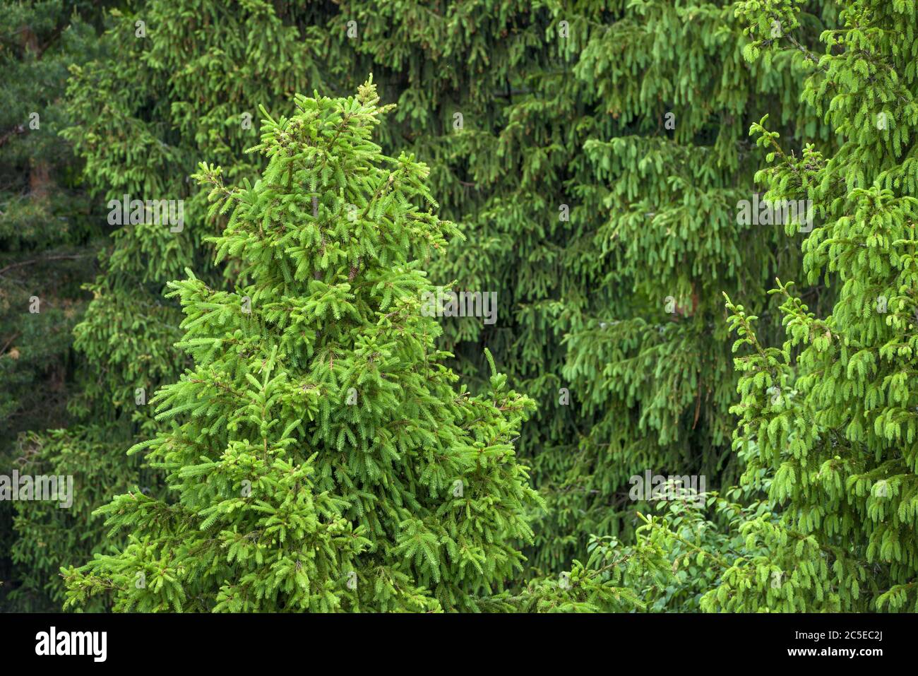 Green spruce forest for background Stock Photo - Alamy