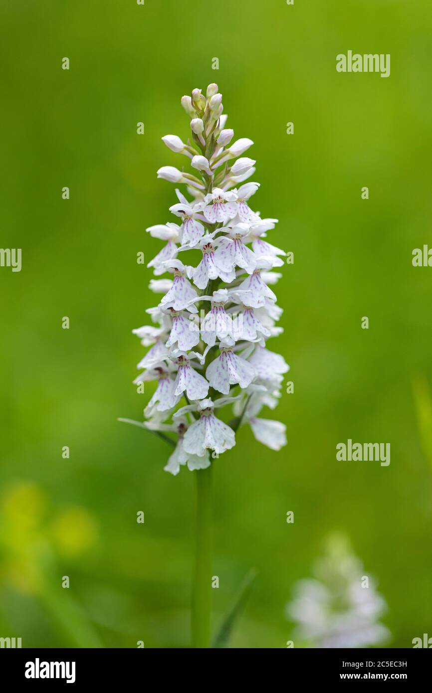 Wild orchids uk hi-res stock photography and images - Alamy