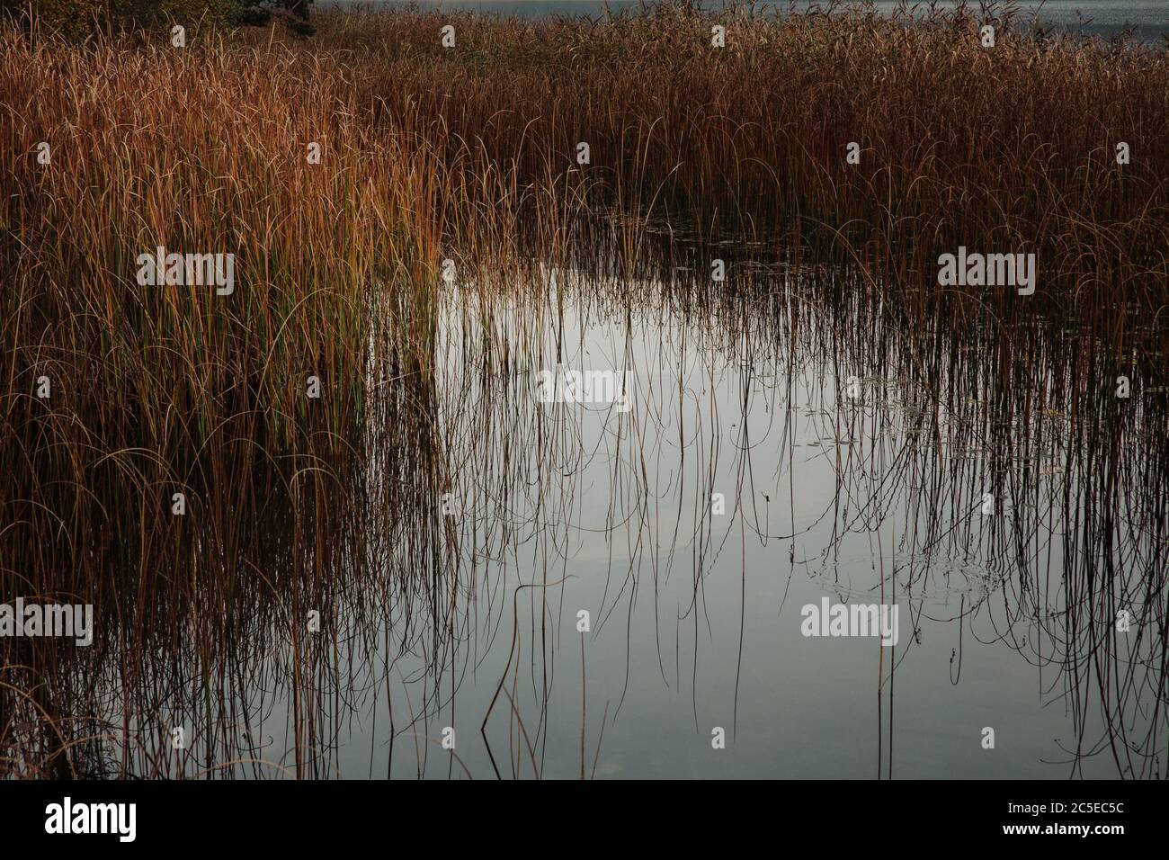 Reed bed texture hi-res stock photography and images - Alamy