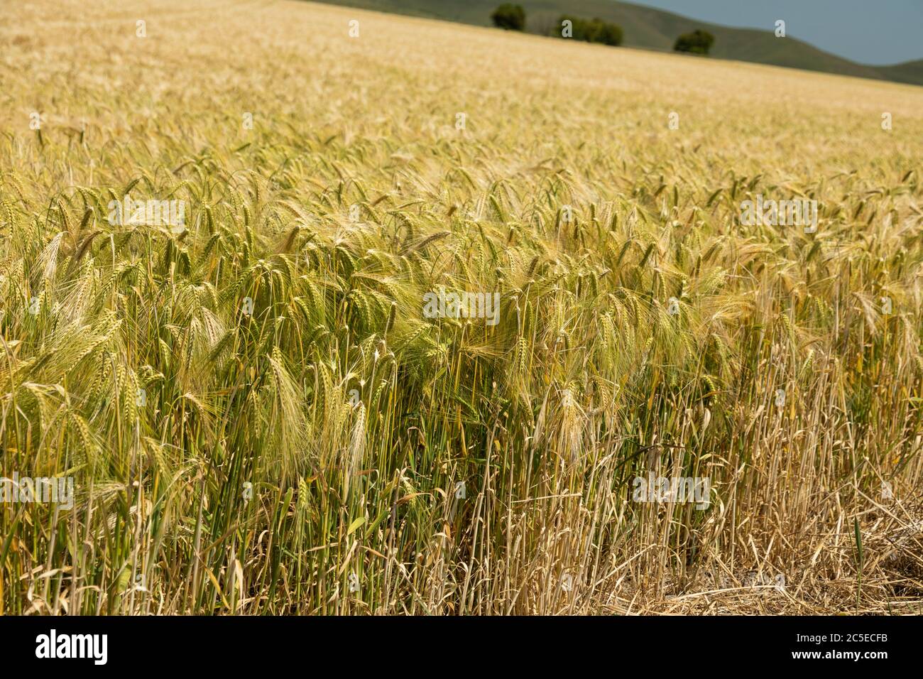 Barley Field Uk Close Up High Resolution Stock Photography and Images ...
