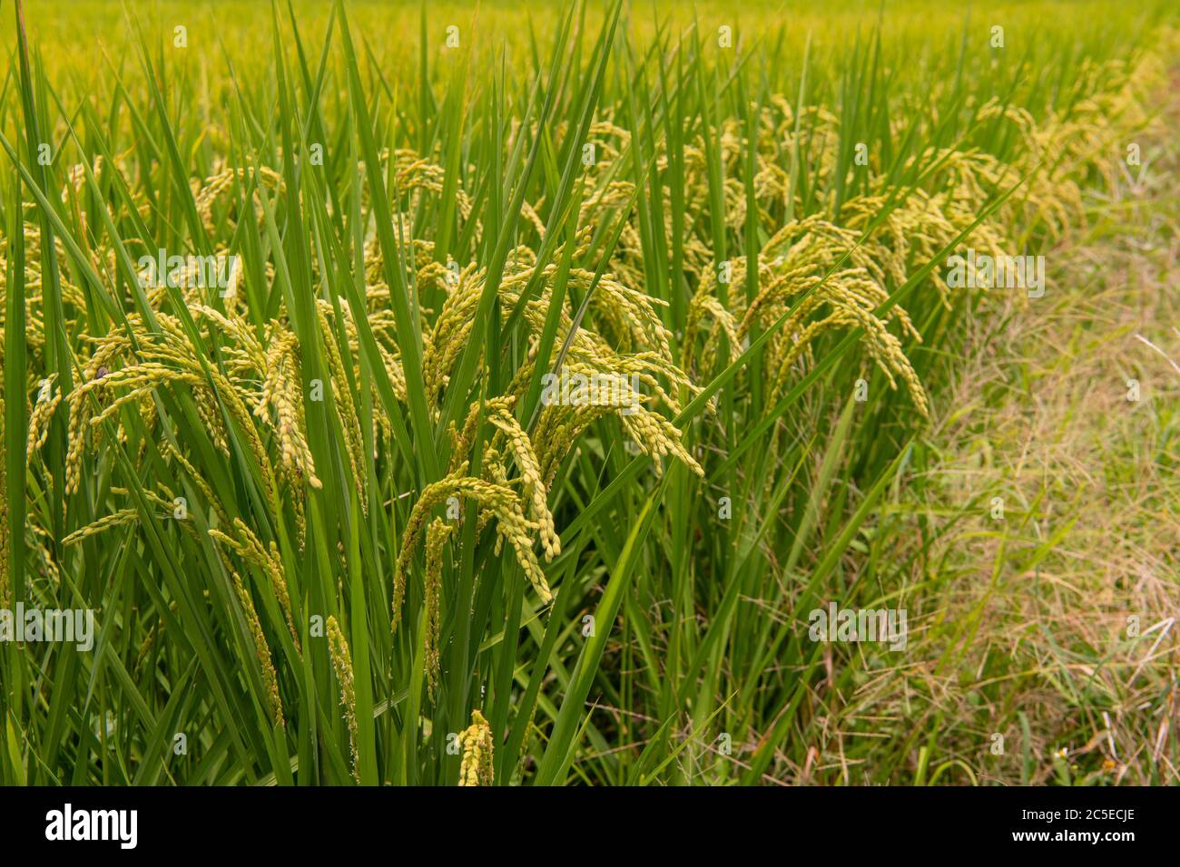 Sake rice grass hi-res stock photography and images - Alamy