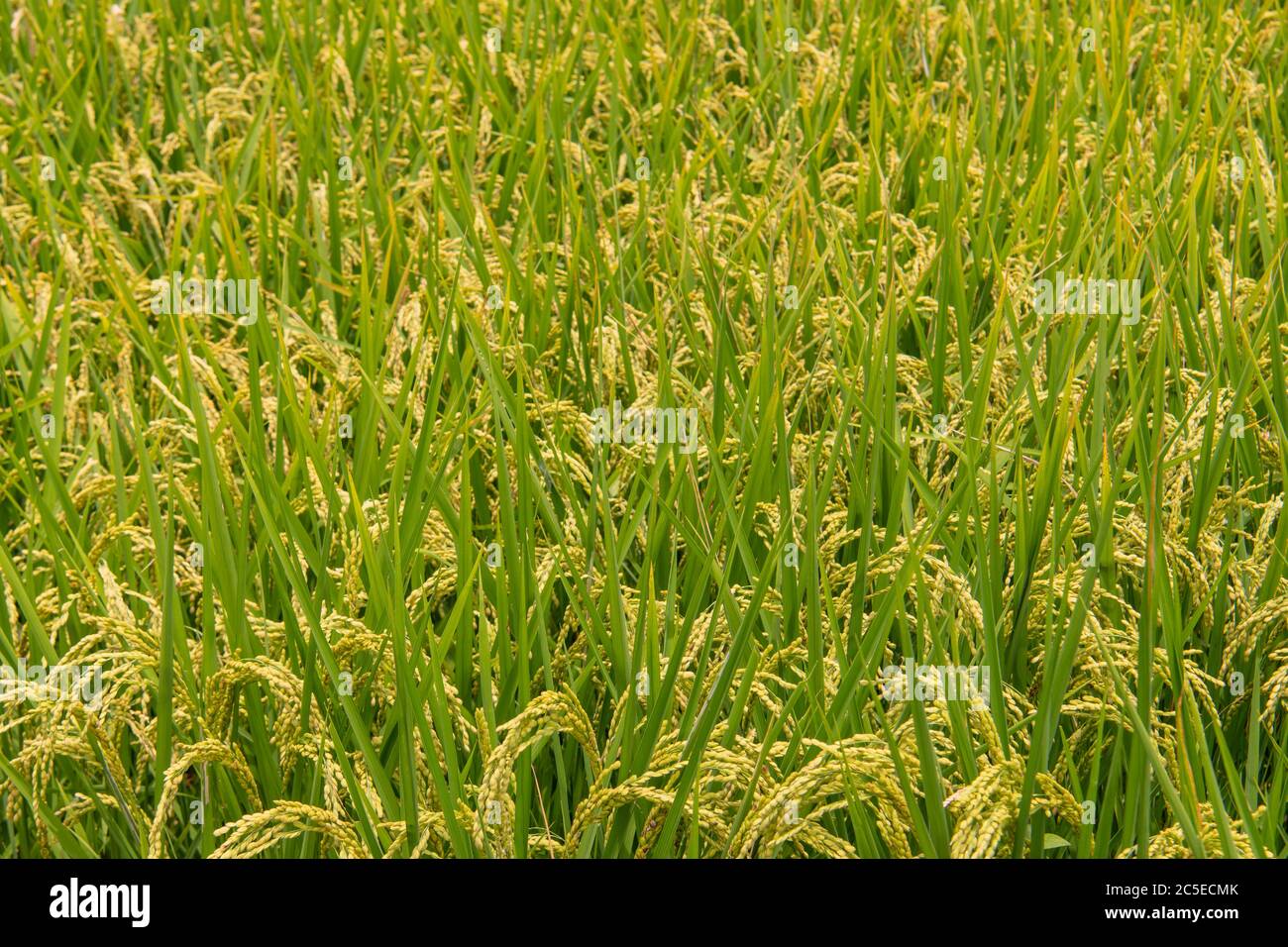 Sake rice grass hi-res stock photography and images - Alamy
