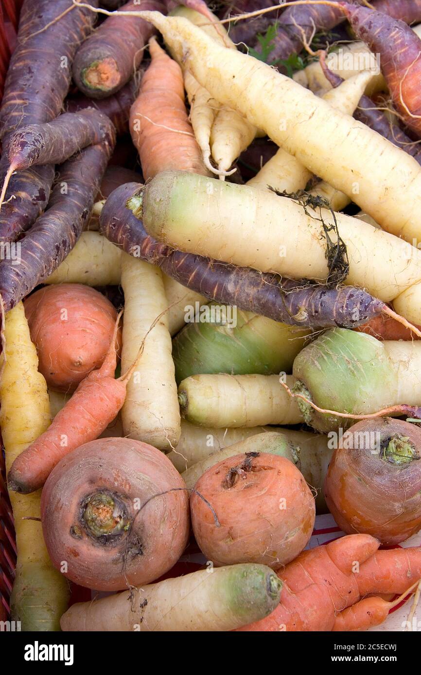 A display of unusual varieties of carrots in various colours Stock ...
