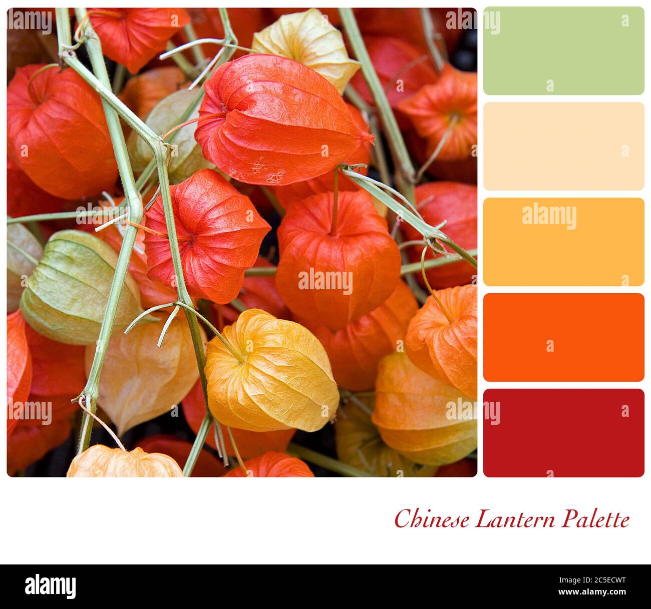 Chinese Lantern plant background colour palette with complimentary ...