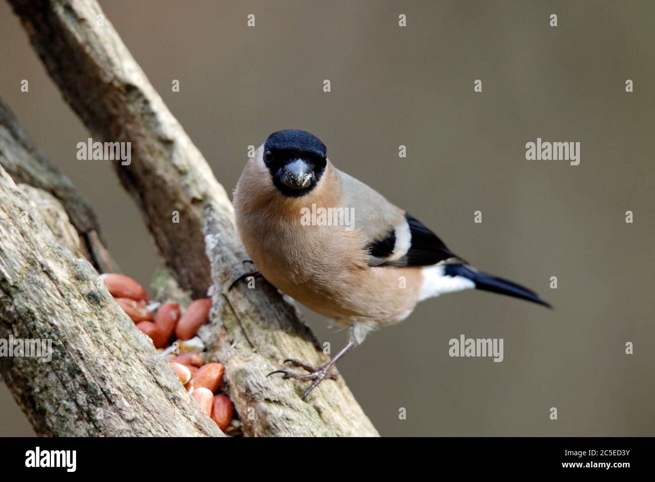 Bullfinches uk hi-res stock photography and images - Alamy