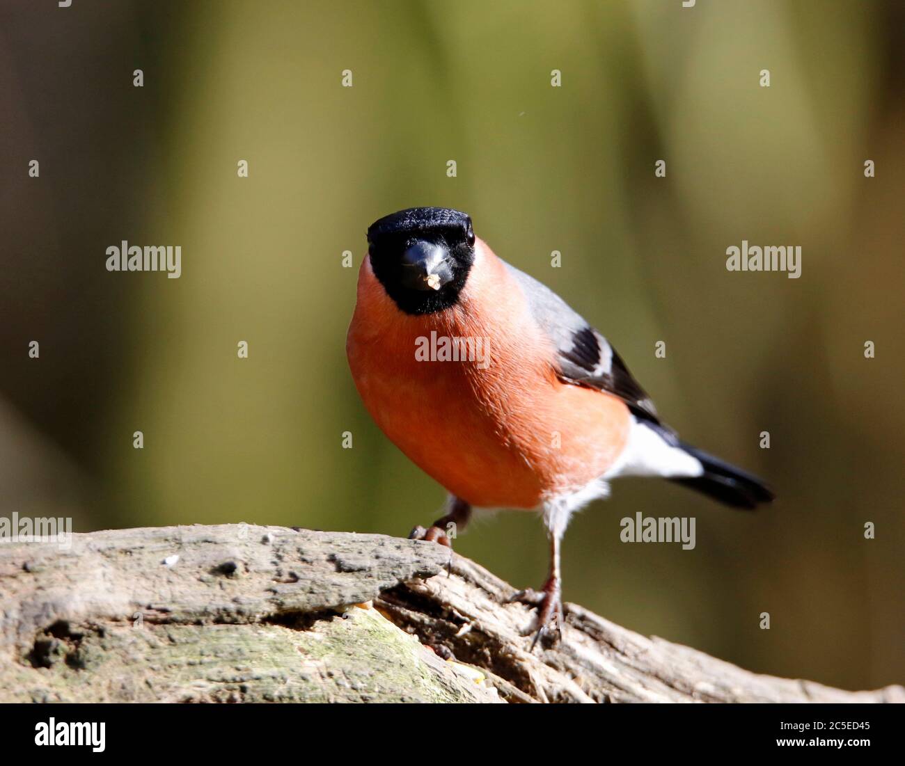 Male and female bullfinches hi-res stock photography and images - Alamy