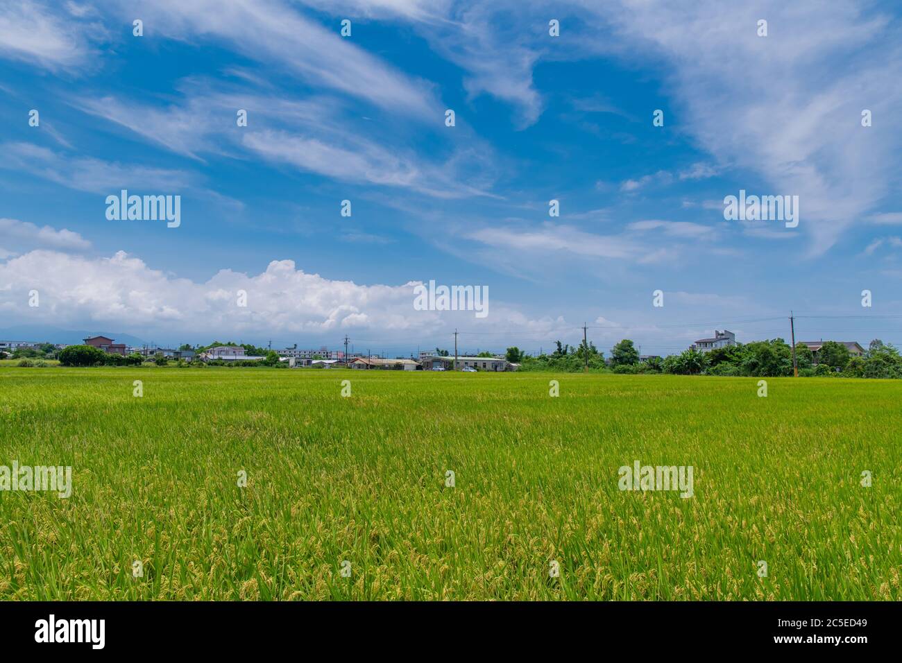Sake rice grass hi-res stock photography and images - Alamy
