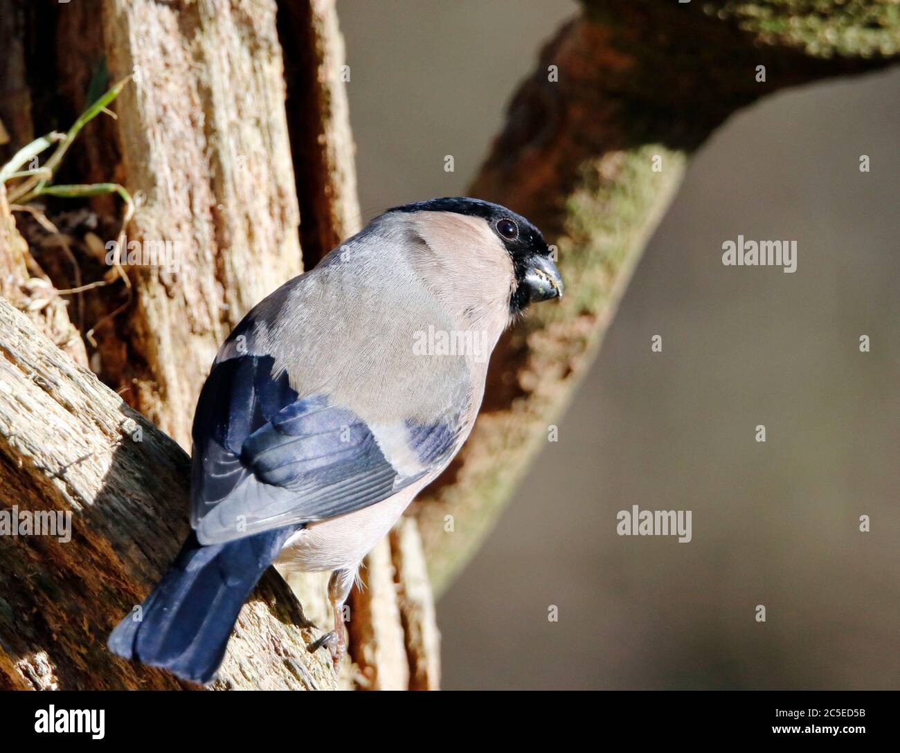 Bullfinch Male And Female High Resolution Stock Photography and Images ...