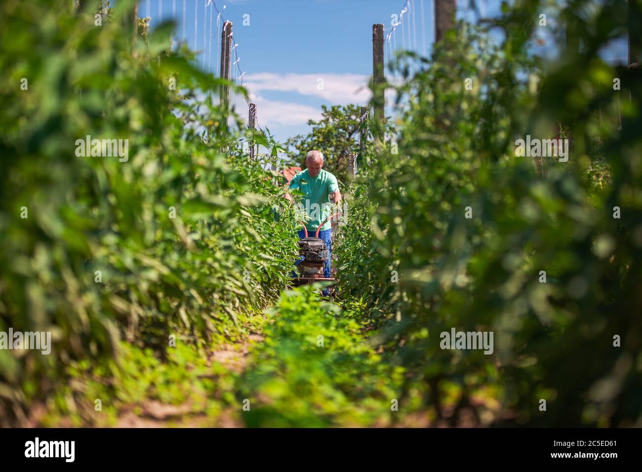 Farmer working with agriculture weeding machine around vegetable plants ...