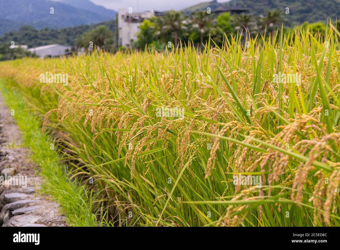 Sake rice grass hi-res stock photography and images - Alamy