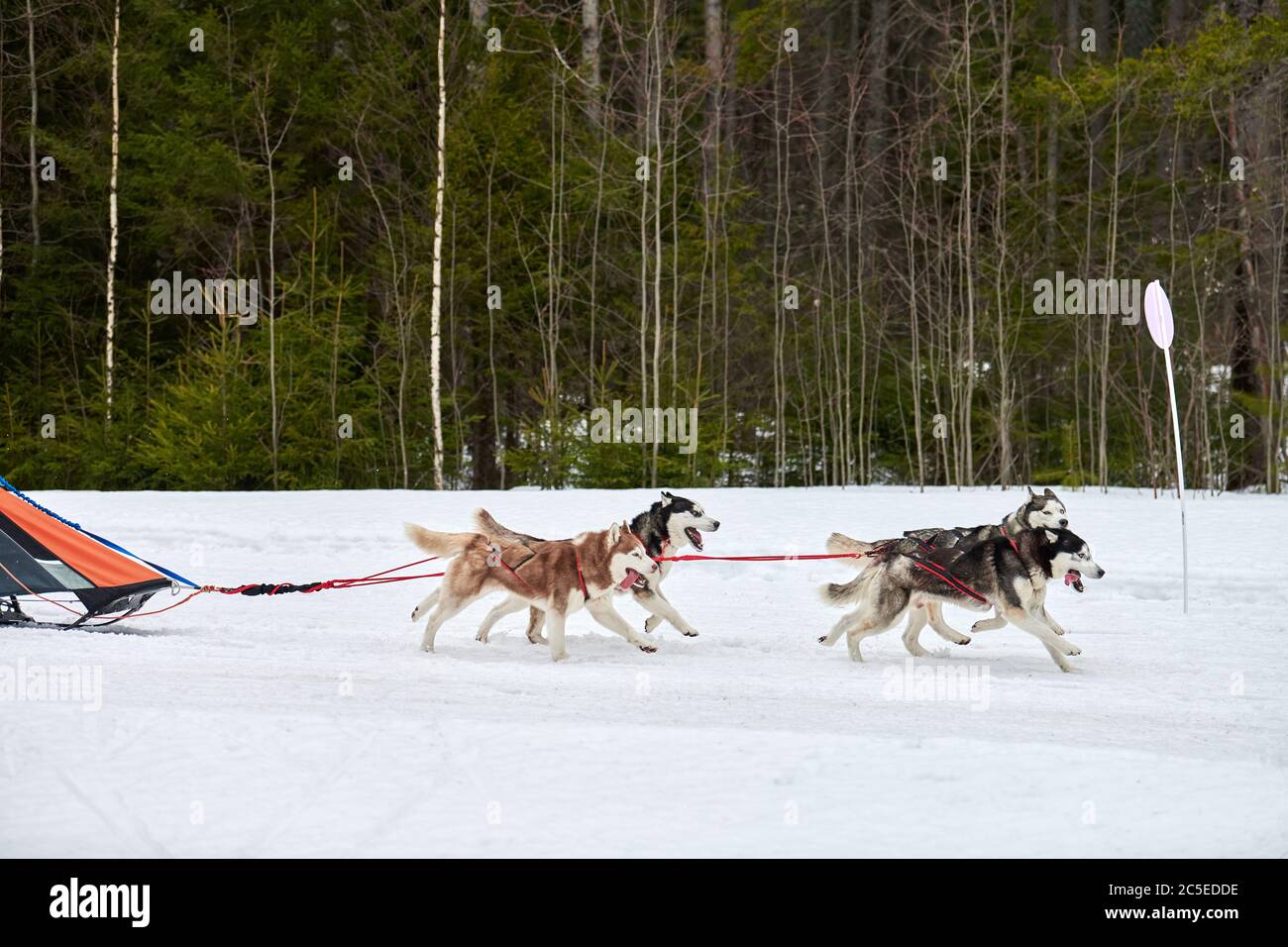 Husky sled dog racing. Winter dog sport sled team competition. Siberian ...