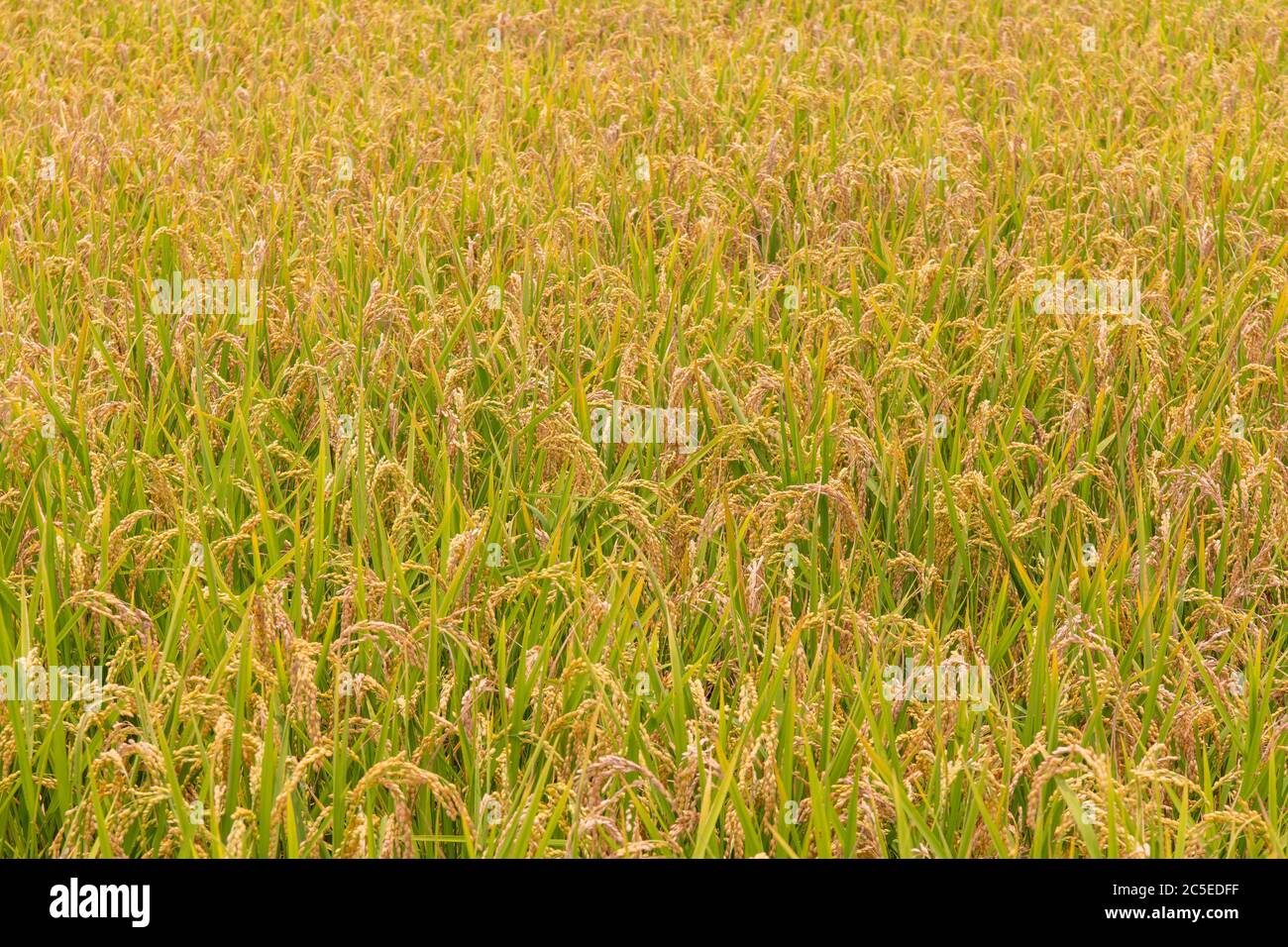 Sake rice grass hi-res stock photography and images - Alamy