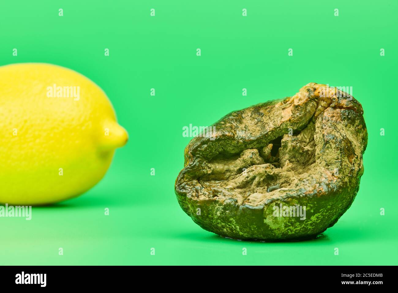 Rotten lemon and fresh lemon compare, green background. Mold putrefied ...
