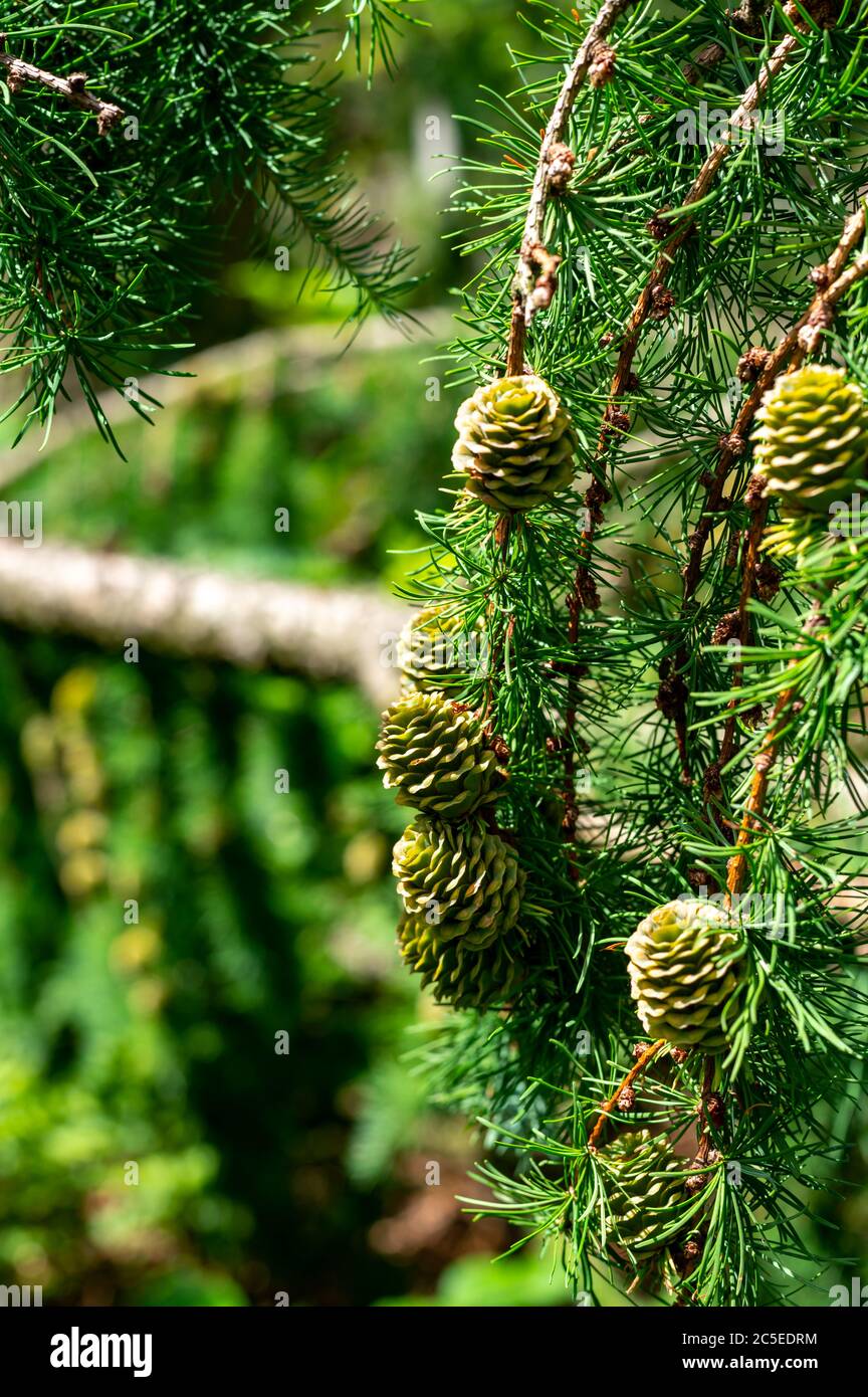 Larch cone with fresh green vegetation hi-res stock photography and ...