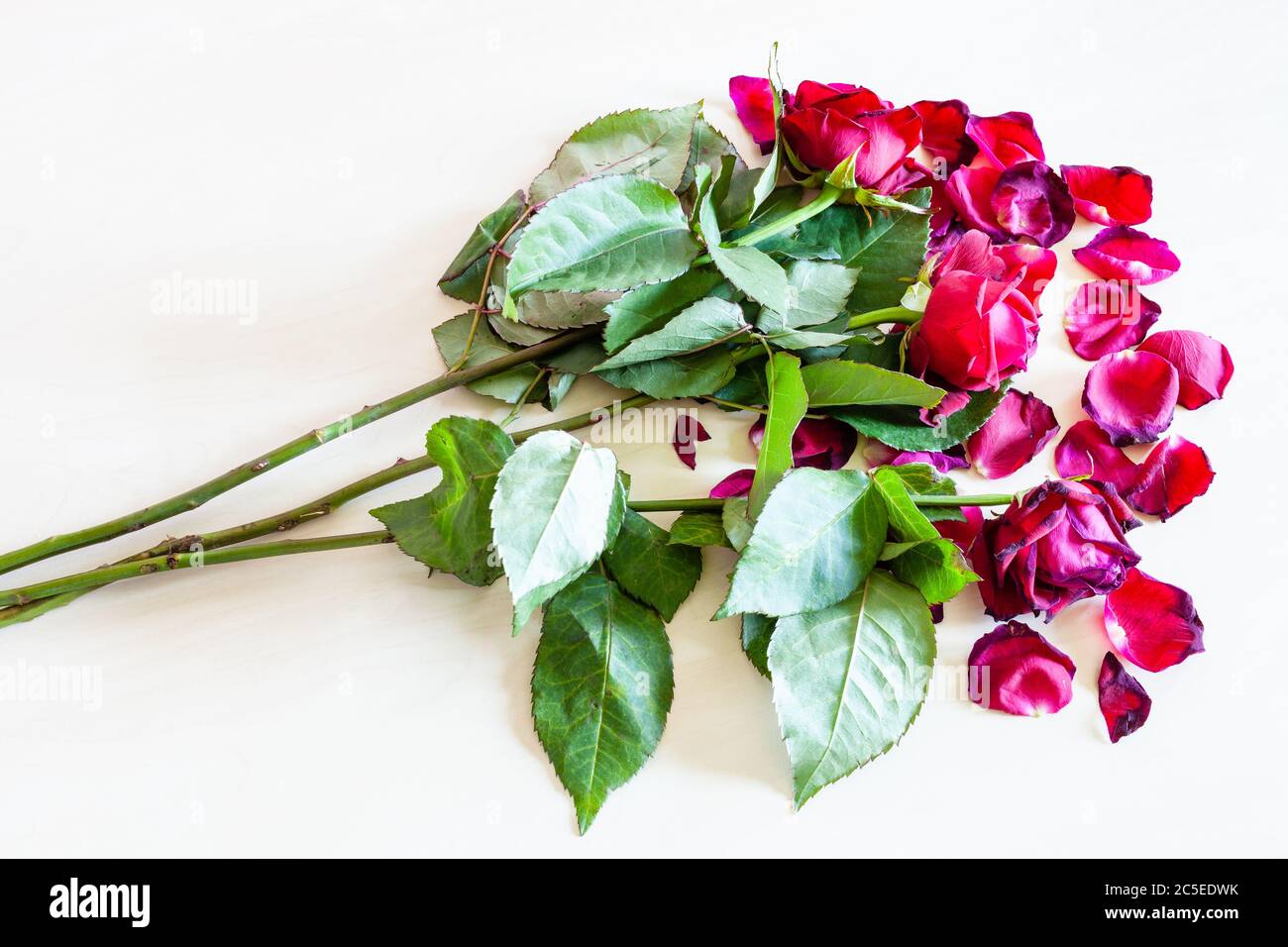 bouquet of wilted red rose flowers and fallen petals on pale brown ...