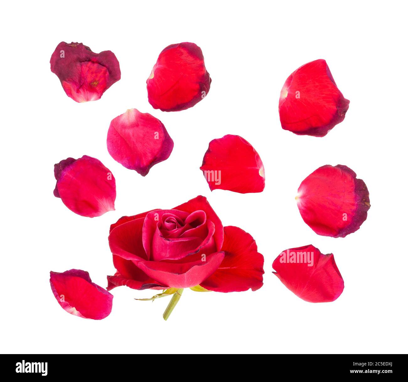 fallen petals and withered bloom of red rose flower isolated on white ...