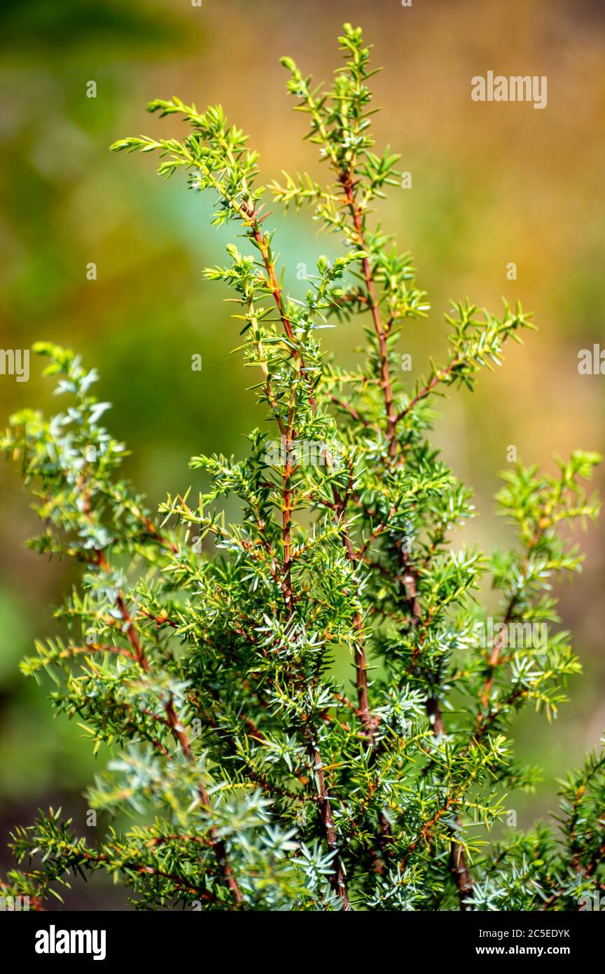 Botanical collection of medicinal plants and herbs, juniperus communis ...