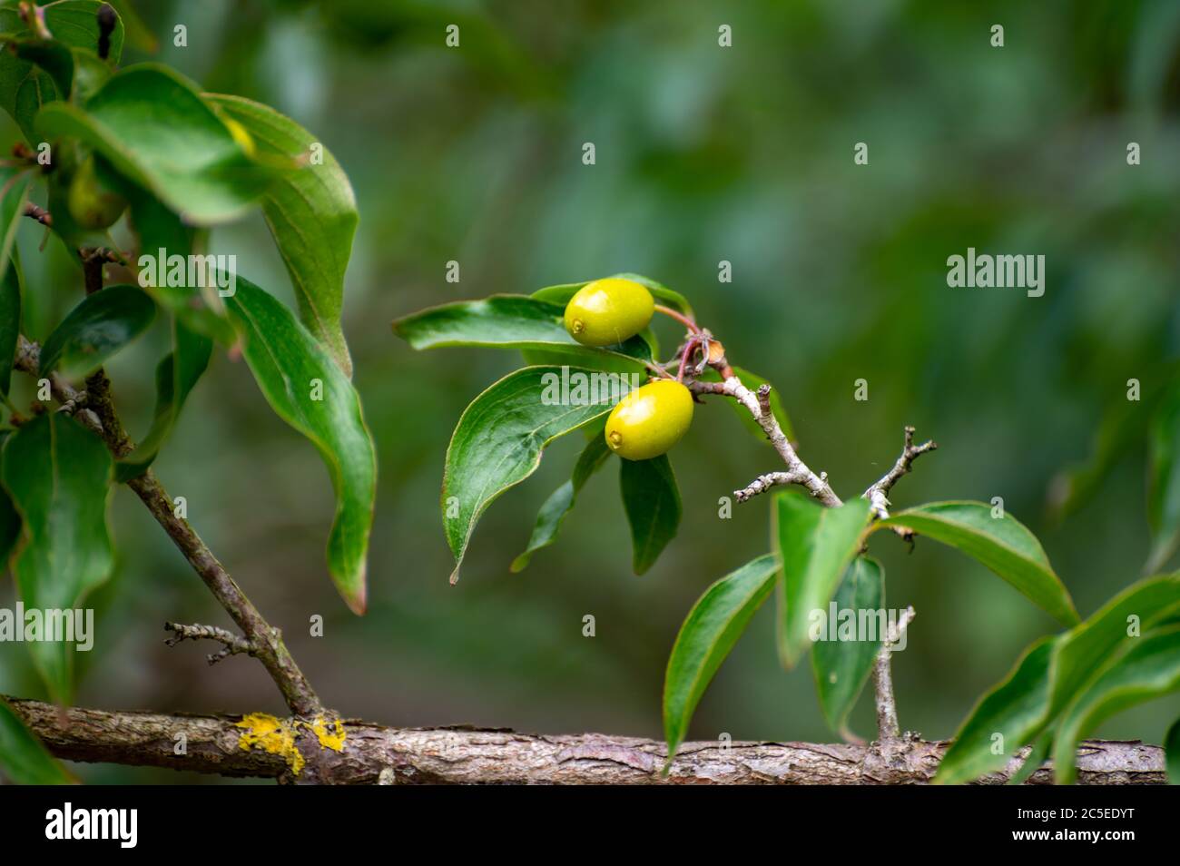 Botanical collection of medicinal plants and herbs, dogwood or Cornus ...