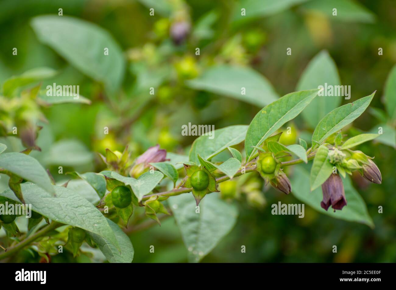 Botanical collection of poisonious plants and herbs, Atropa belladonna ...