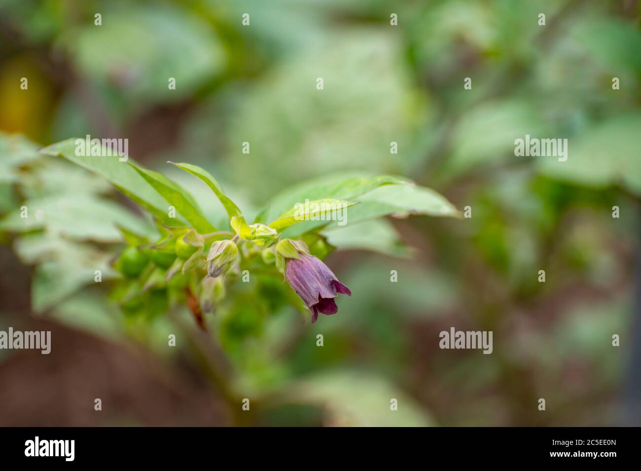 Botanical collection of poisonious plants and herbs, Atropa belladonna ...