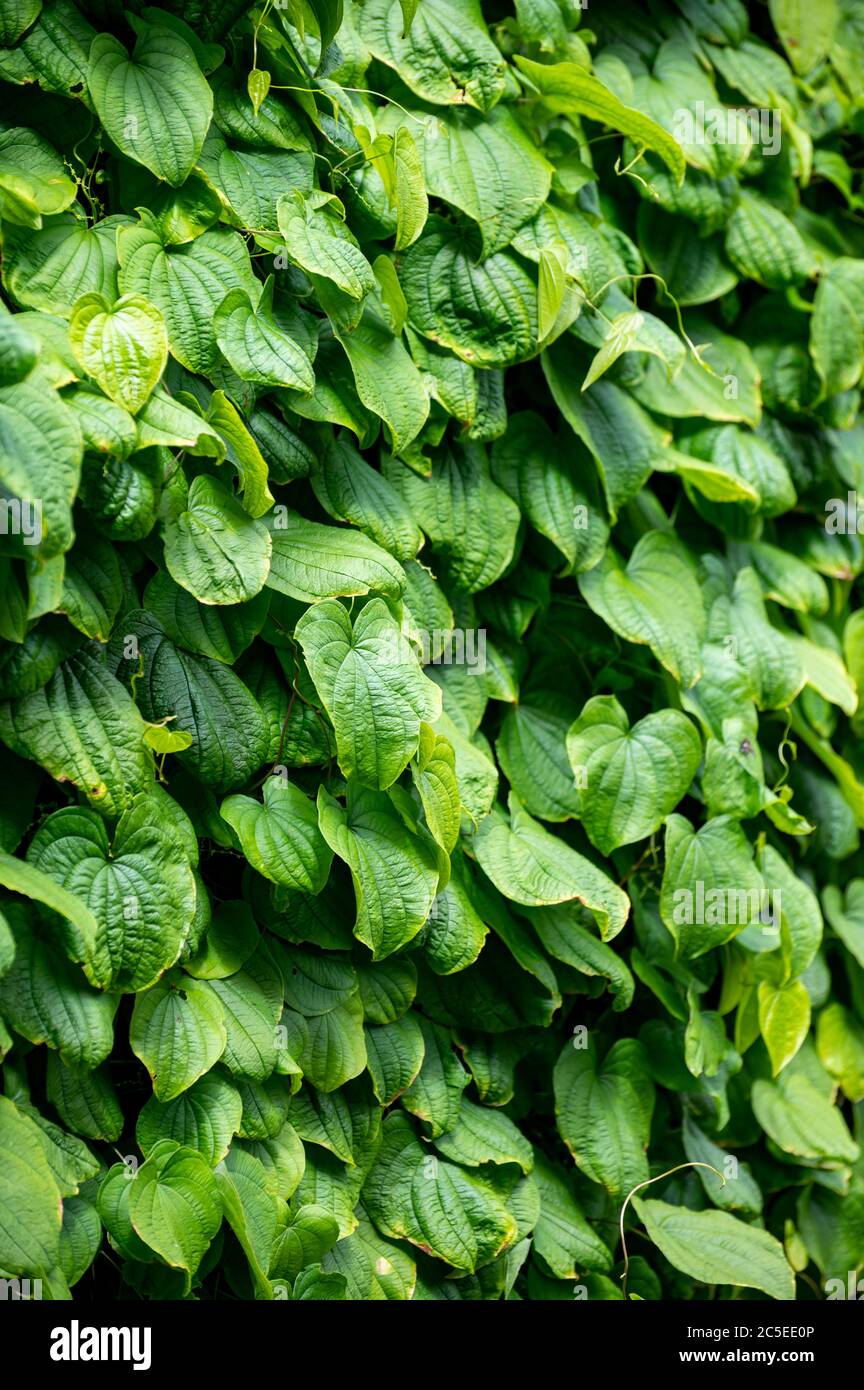 Botanical collection of climbing or medicinal plants, Dioscorea ...