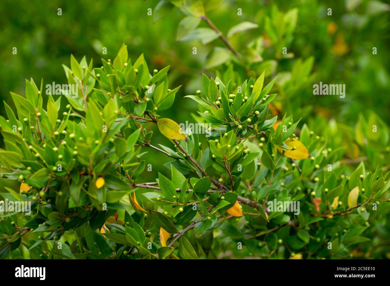 Botanical collection of medicinal plants and herbs, Myrtus communis or ...